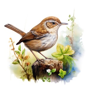 10 Cute Wren Clipart Set Digital Watercolor Painting Wild Bird ...