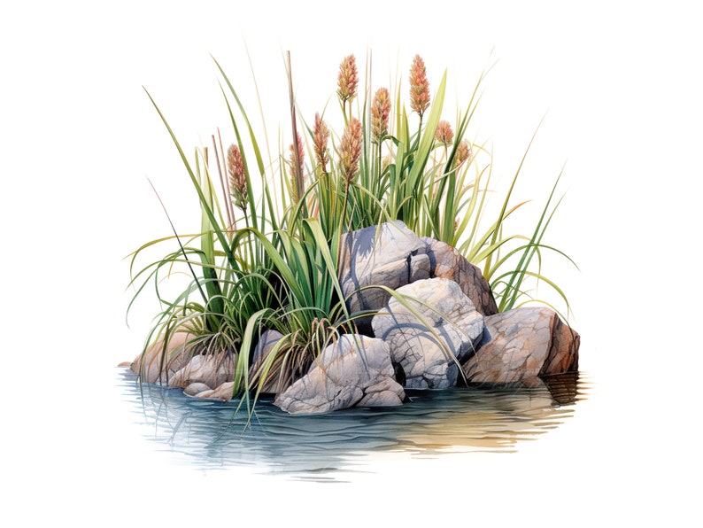 10 Bulrushes Among Rocks, Watercolor Nature Clipart, Digital Botanical ...