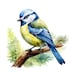 10 Blue Tit Bird Clipart Set Digital Watercolor Painting Forest ...