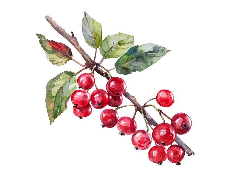 10 Cranberry Branch Clipart Set Digital Watercolor Painting Nature ...