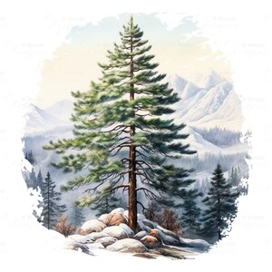 10 Pine Tree in Winter Clipart Set, Digital Watercolor Nature Painting ...