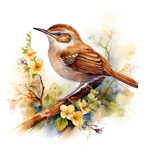 10 Cute Wren Clipart Set Digital Watercolor Painting Wild Bird ...