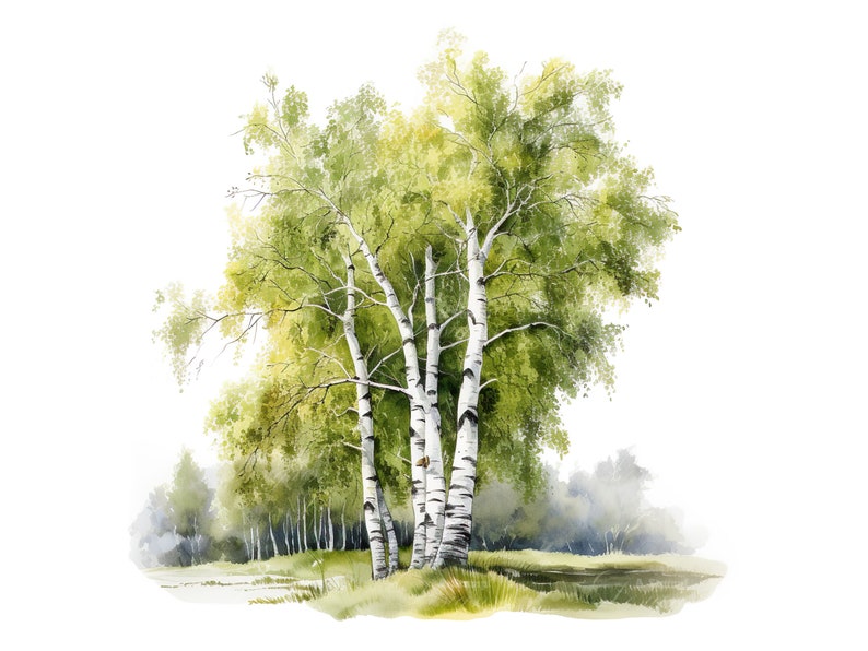 Birch Tree Clipart Nature Clip Art Bundle Watercolor Printable Wall Art ...