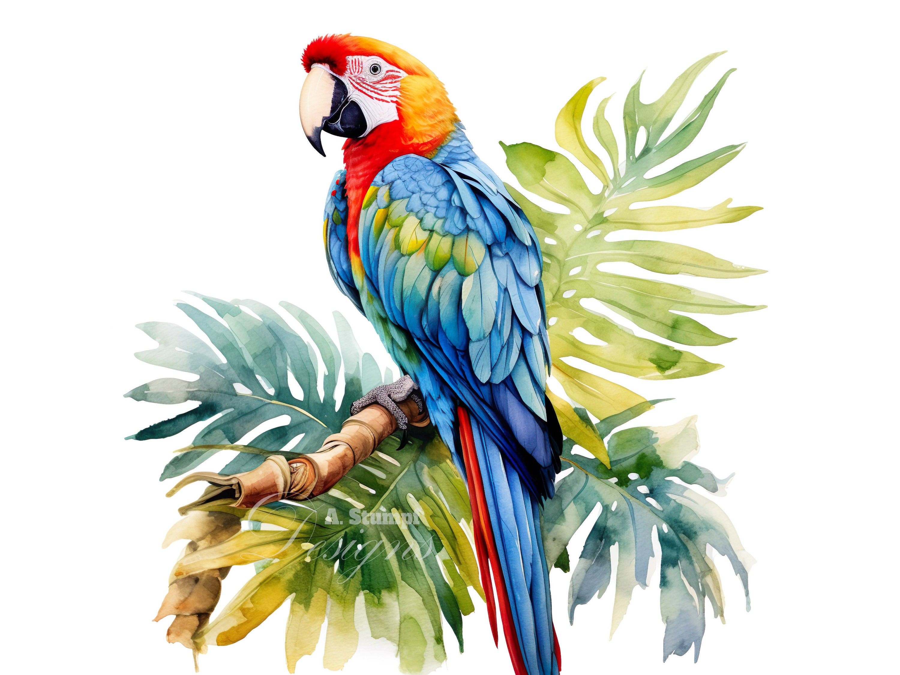 Parrot Watercolor Clipart Set 10 Digital Images Clip Art Watercolor Art ...