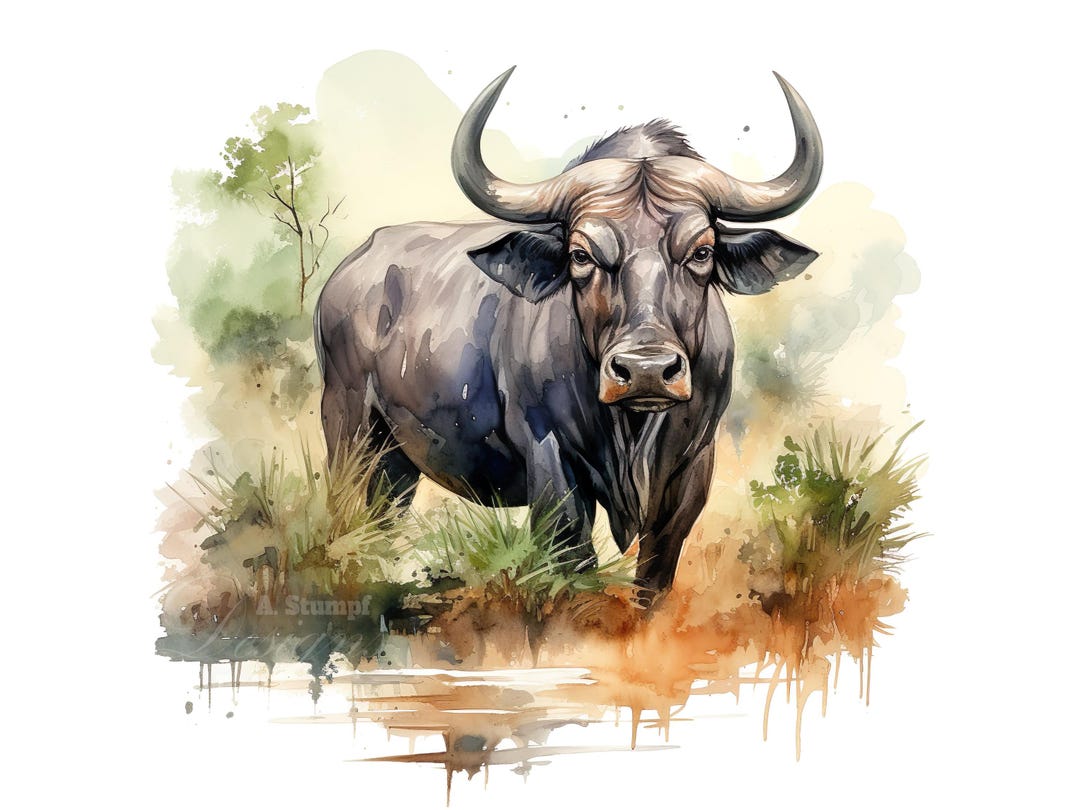 10 Water Buffalo Clipart - Set of 10 High Quality Jpgs - Digital ...