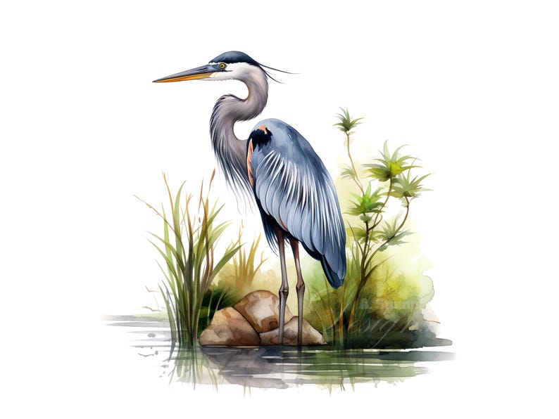 10 Blue Heron Clipart Set Digital Watercolor Painting Coastal Wetlands ...