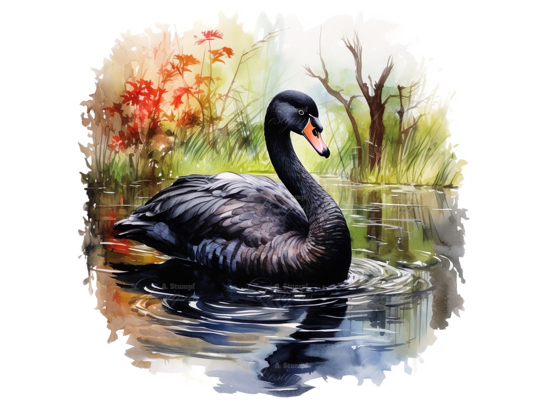 10 Black Swan Clipart Set Digital Watercolor Nature Painting Waterfowl ...