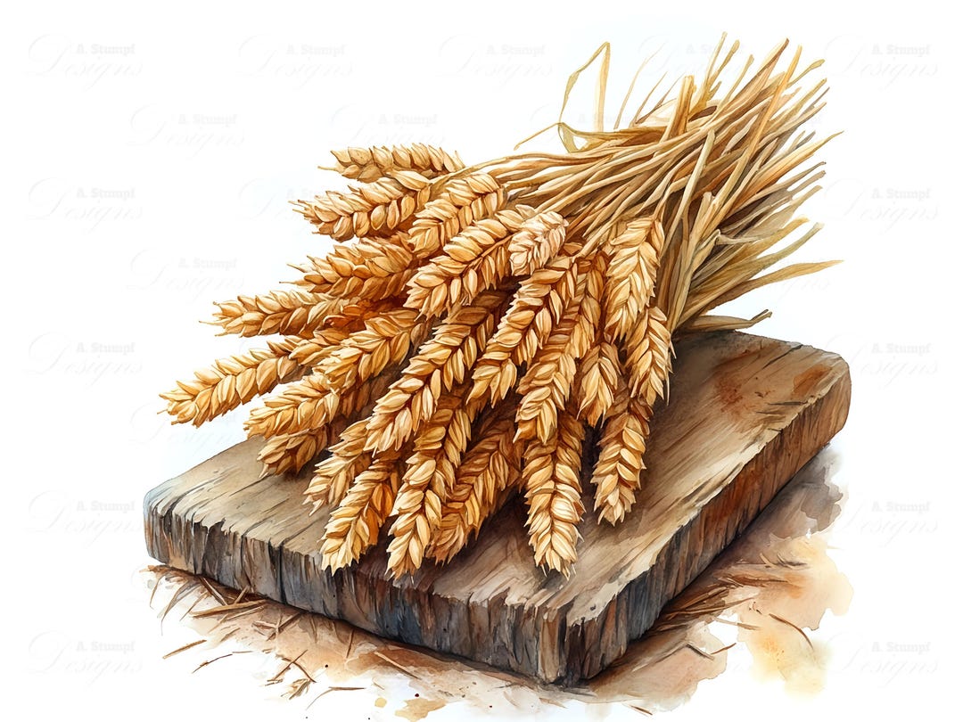 10 Wheat Bunch Wooden Board Clipart Set Digital Watercolor Painting ...