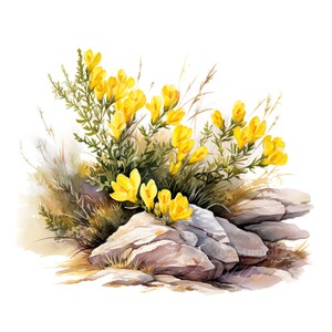 10 Gorse Flowers Watercolor Clipart Set Floral Design Elements ...