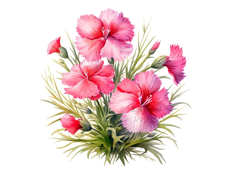 Dianthus Clipart Watercolor Flowers Botanical Artwork Clip Art Bundle ...
