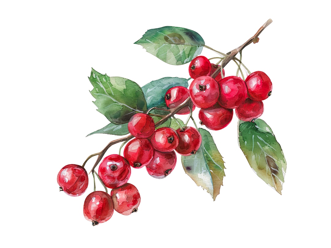10 Cranberry Branch Clipart Set Digital Watercolor Painting Nature ...