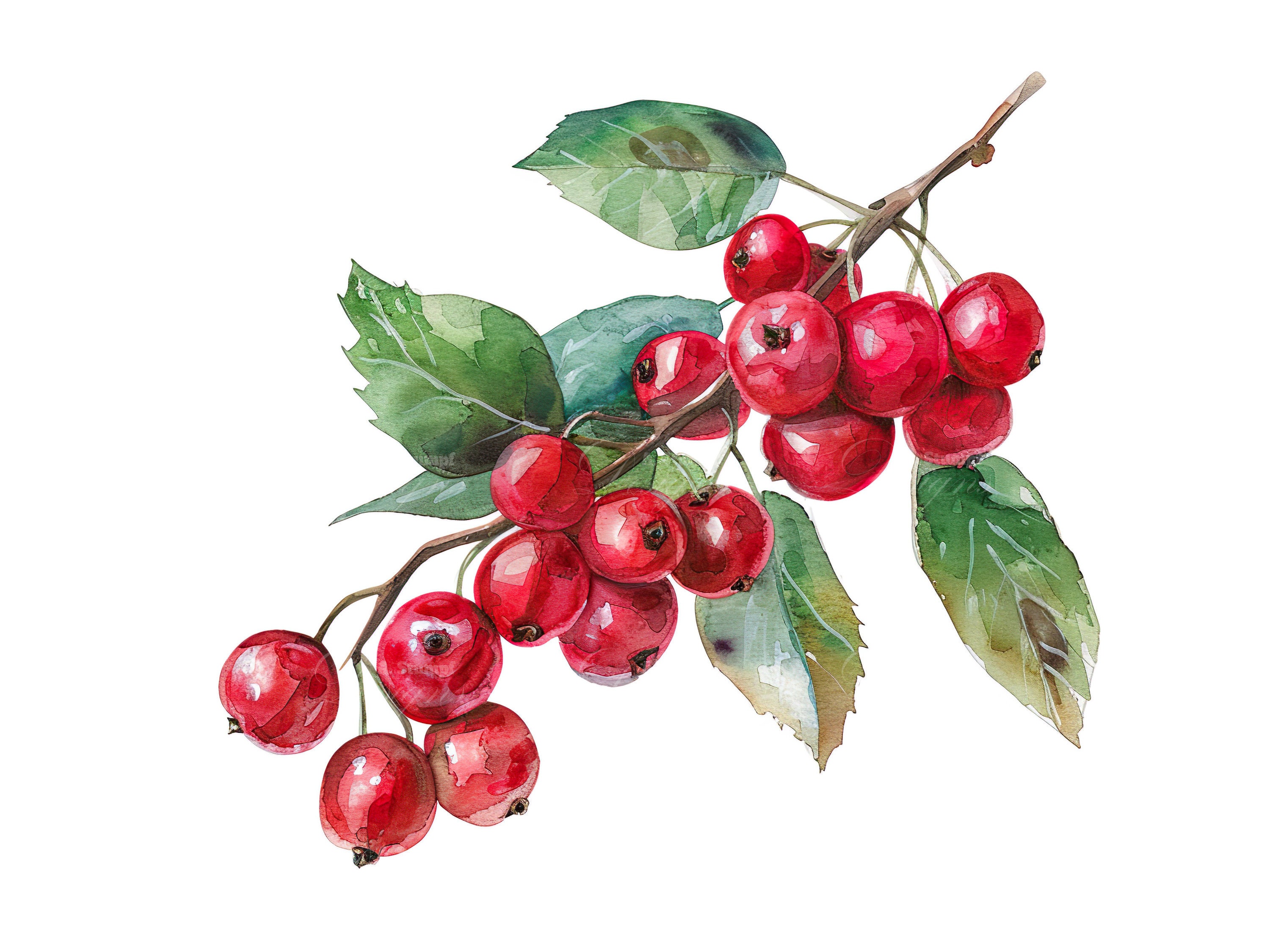 10 Cranberry Branch Clipart Set Digital Watercolor Painting Nature ...