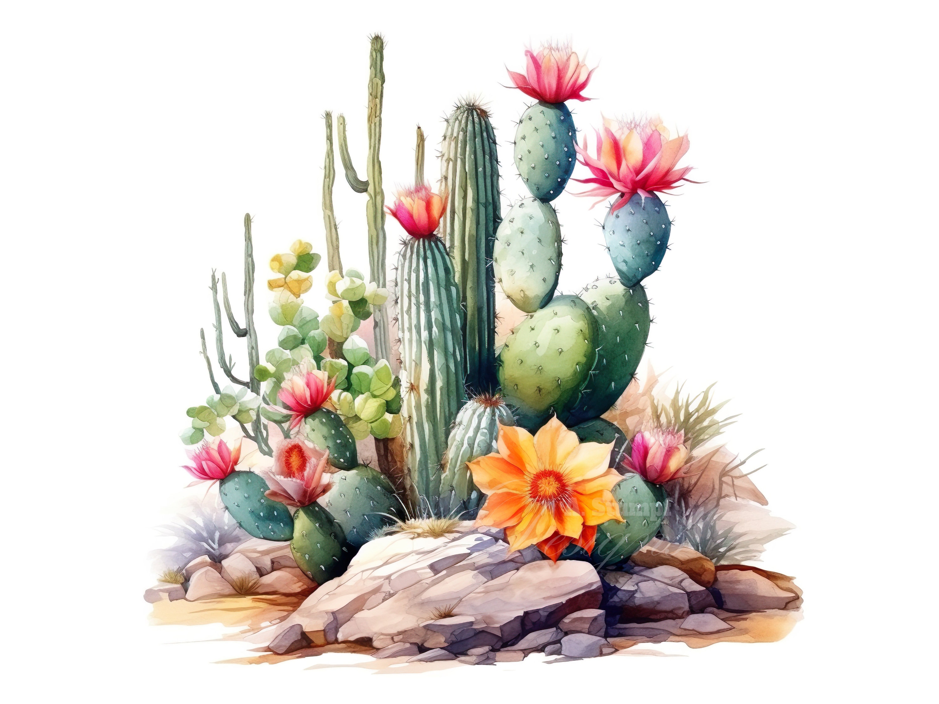 Cactus Clipart Set Printable Plant Art Botanical Clip Art Watercolor ...