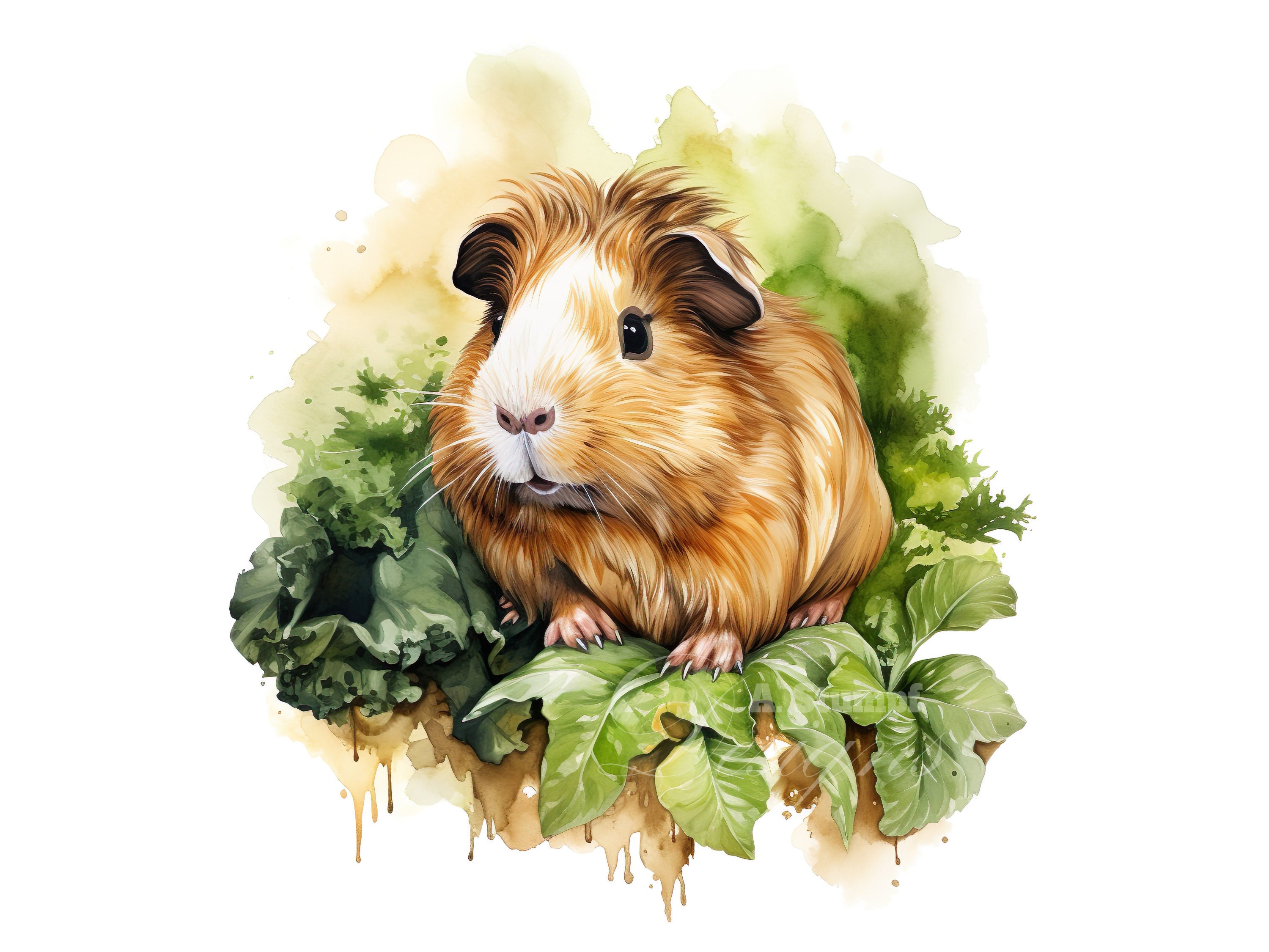 Guinea Pig Clipart Set 10 High Quality Jpgs, Pet Graphics, Printable ...