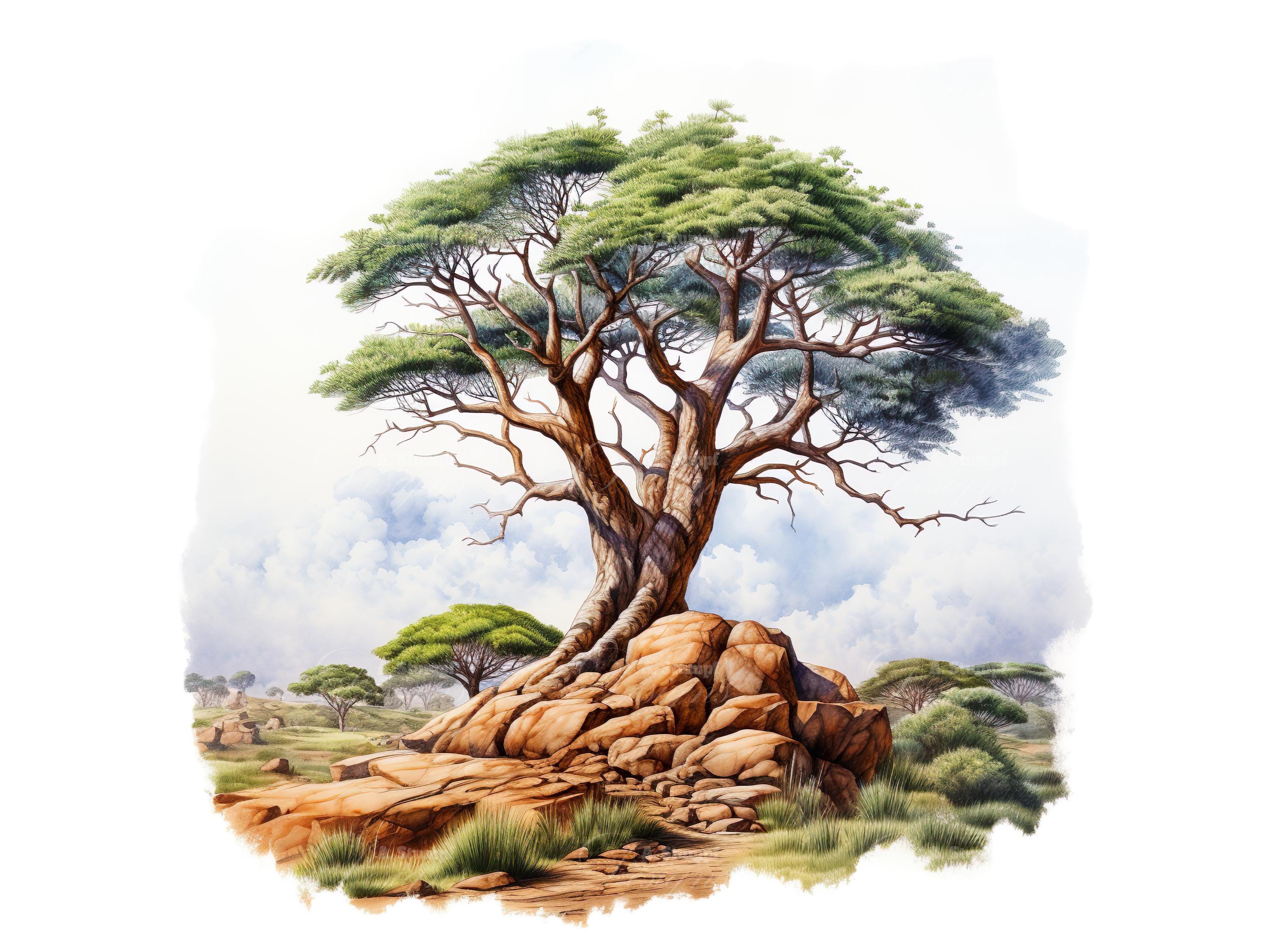 10 Acacia Tree Clipart Set, Digital Watercolor Painting, Botanical ...