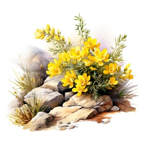 10 Gorse Flowers Watercolor Clipart Set Floral Design Elements ...