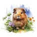 Guinea Pig Clipart Set 10 High Quality Jpgs, Pet Graphics, Printable ...