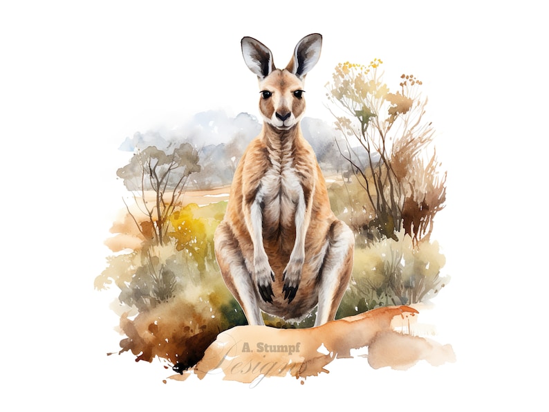 10 Kangaroo Clipart, Digital Watercolor Painting, Australian Wildlife ...