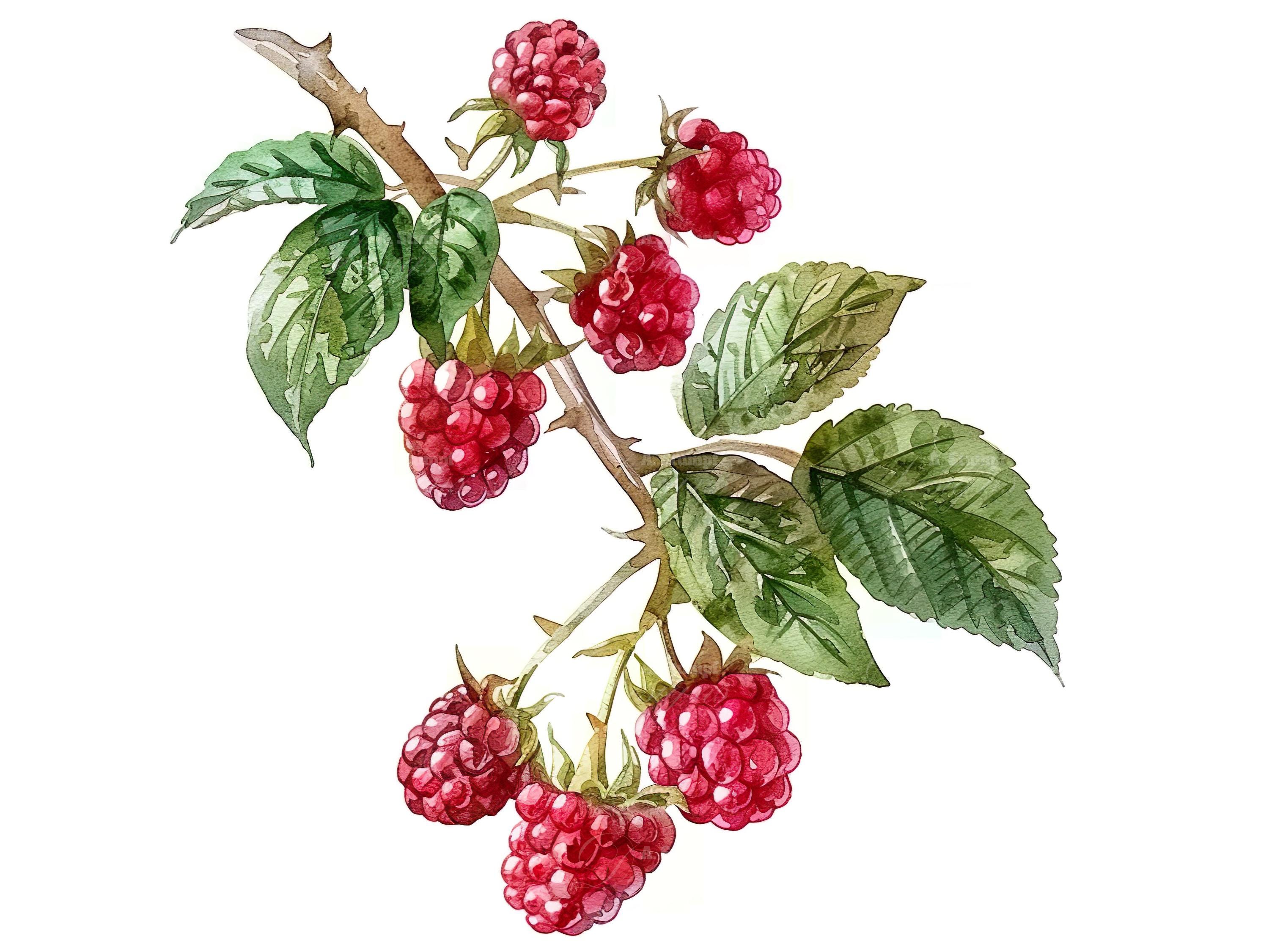 10 Raspberry Branch Clipart Set Digital Watercolor Painting Botanical ...
