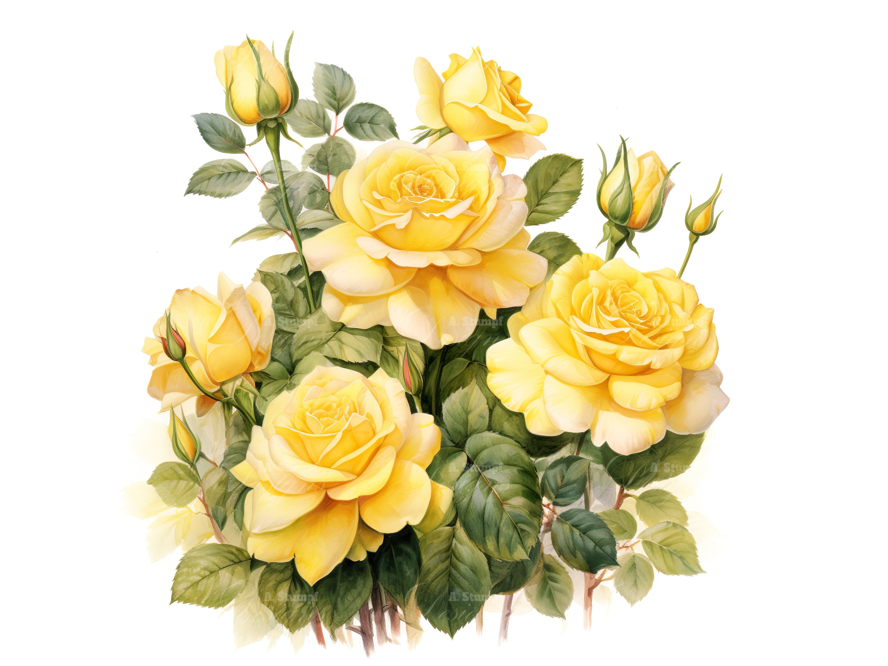 Yellow Roses Clipart Set Watercolor Flowers Bundle Floral Graphics ...