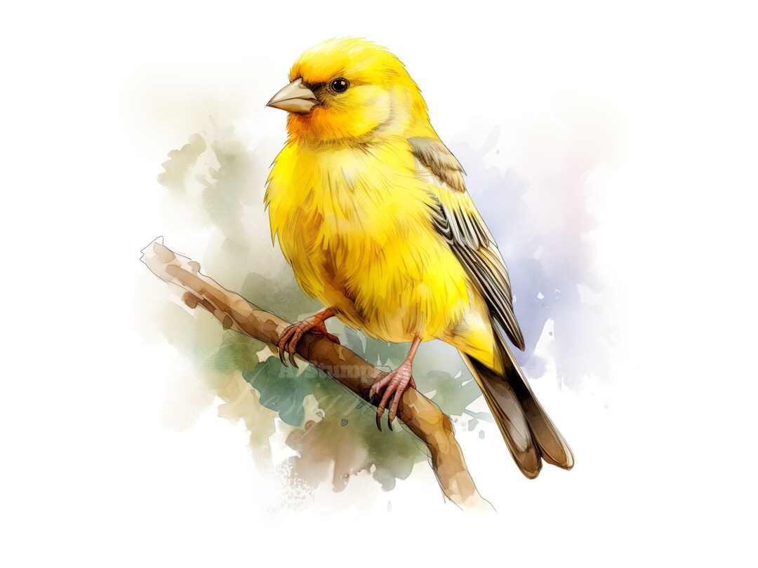 10 Watercolor Canary Bird Clipart, Canary Bird Illustration, Canary Art ...