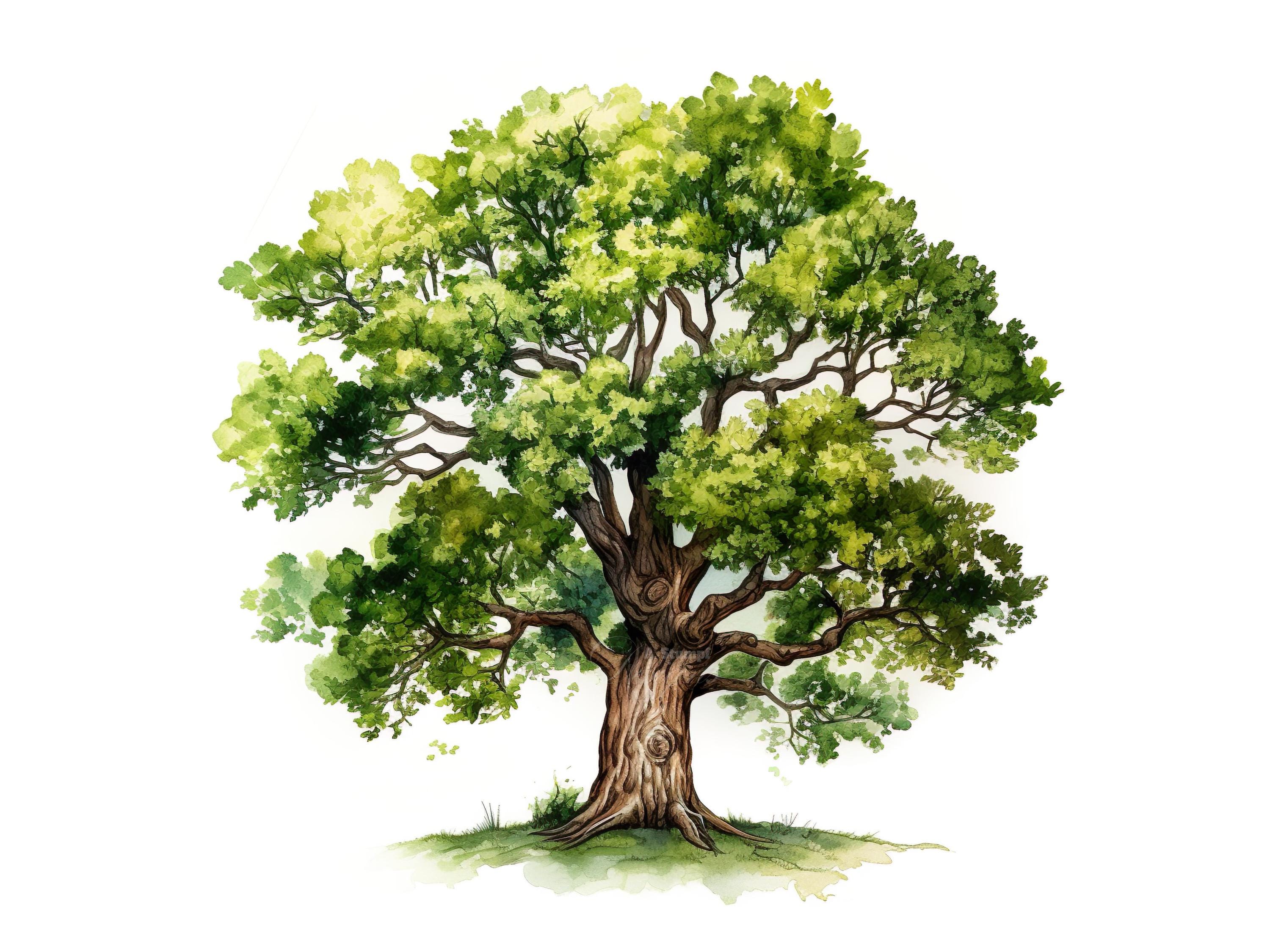 10 Oak Tree Clipart Set Dilgital Watercolor Painting Botanical Forest ...