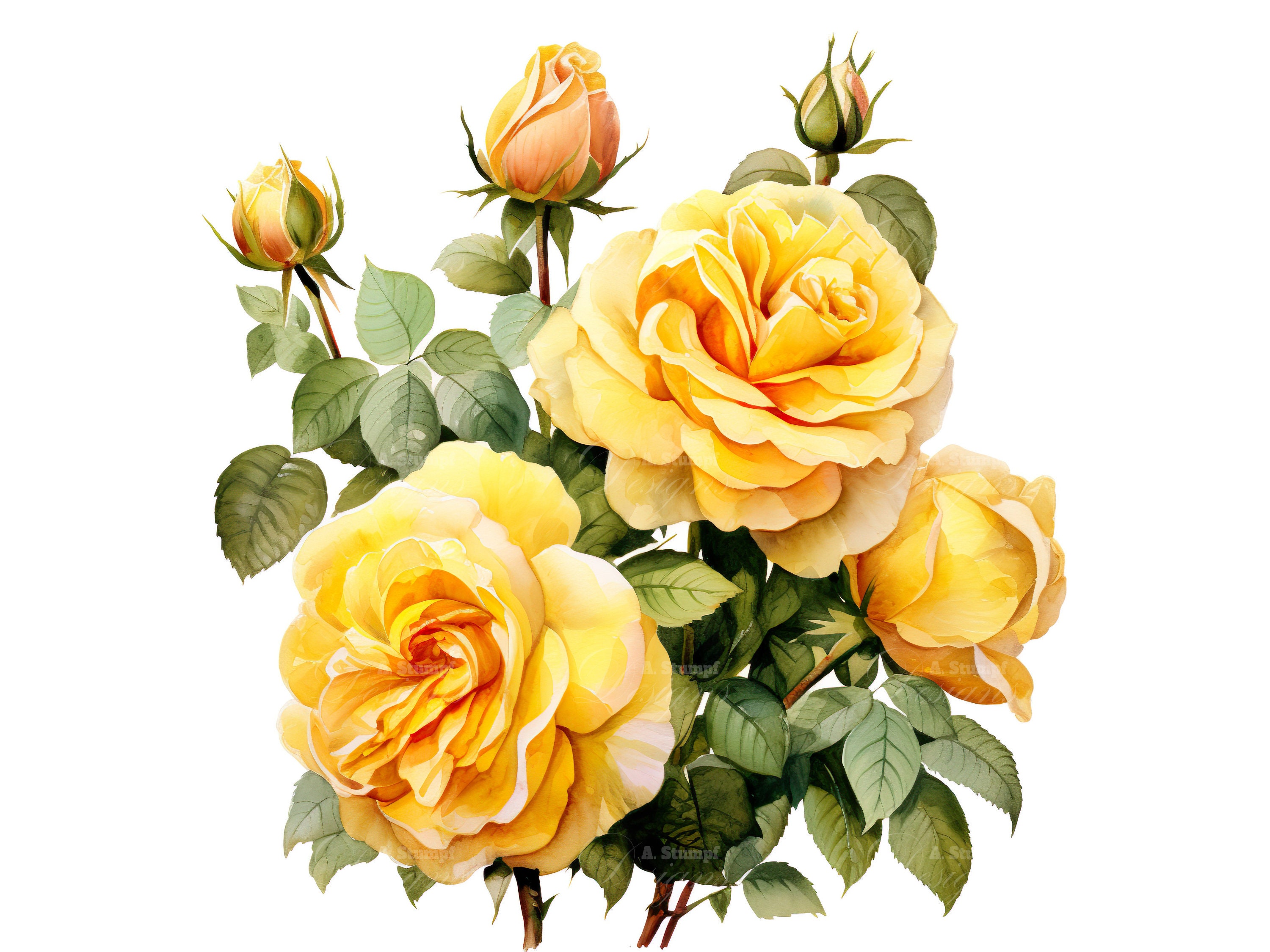 Yellow Roses Clipart Set Watercolor Flowers Bundle Floral Graphics ...