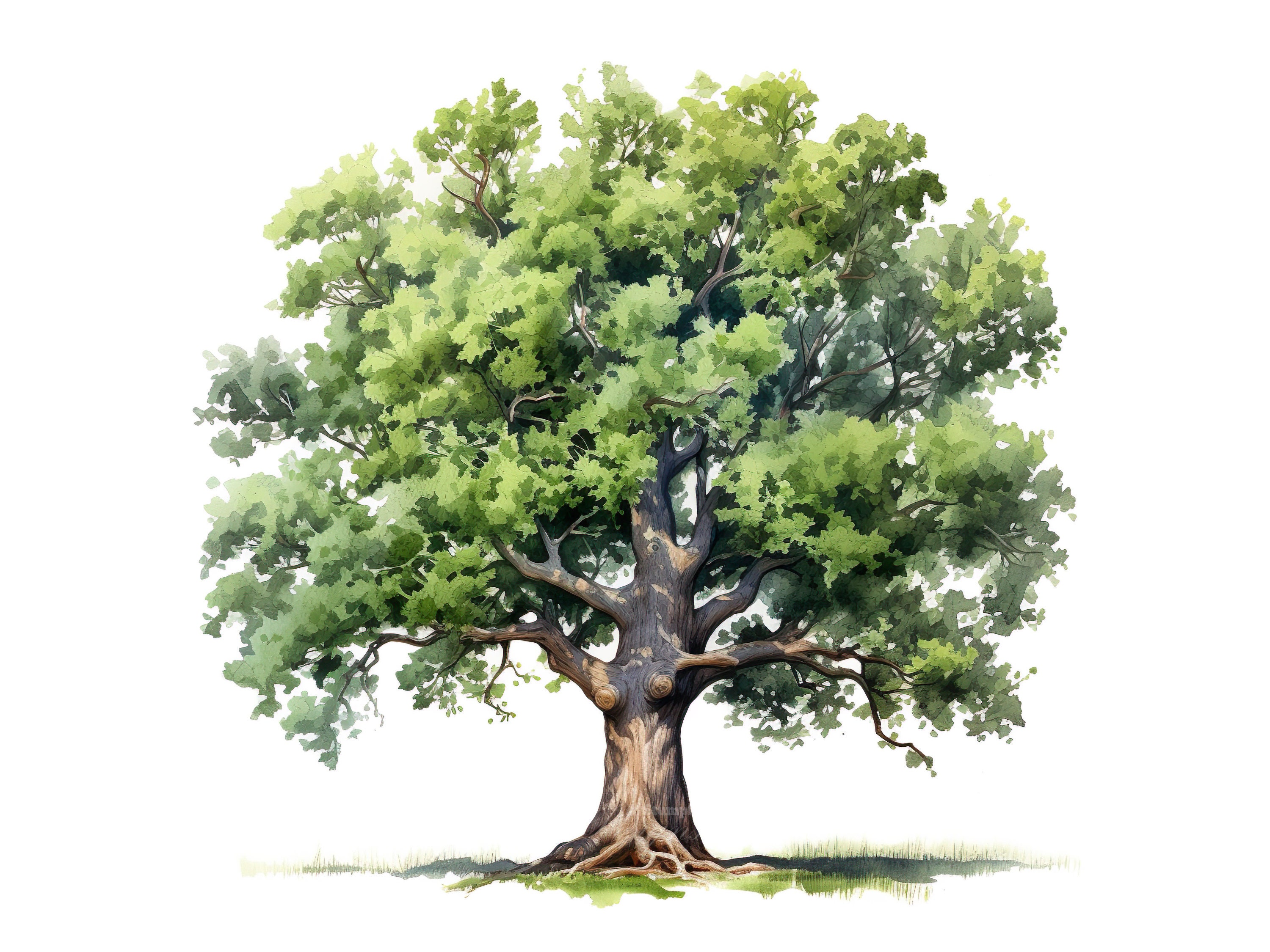 Oak Tree Clipart Stationery Design Greeting Cards Digital Scrapbooking ...