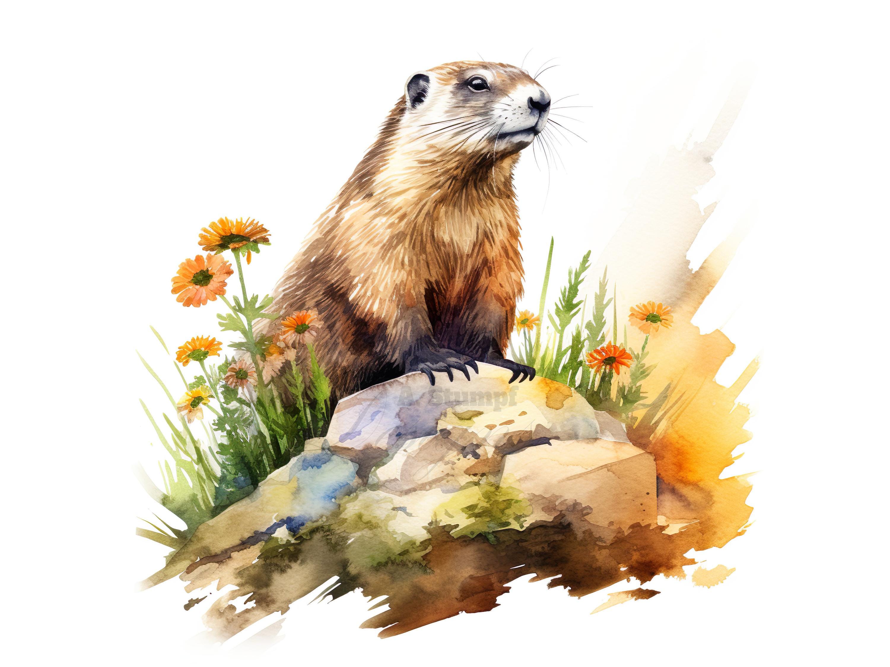 10 Cute Marmot Clipart Set Digital Watercolor Painting Animal ...