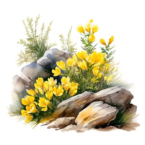 10 Gorse Flowers Watercolor Clipart Set Floral Design Elements ...