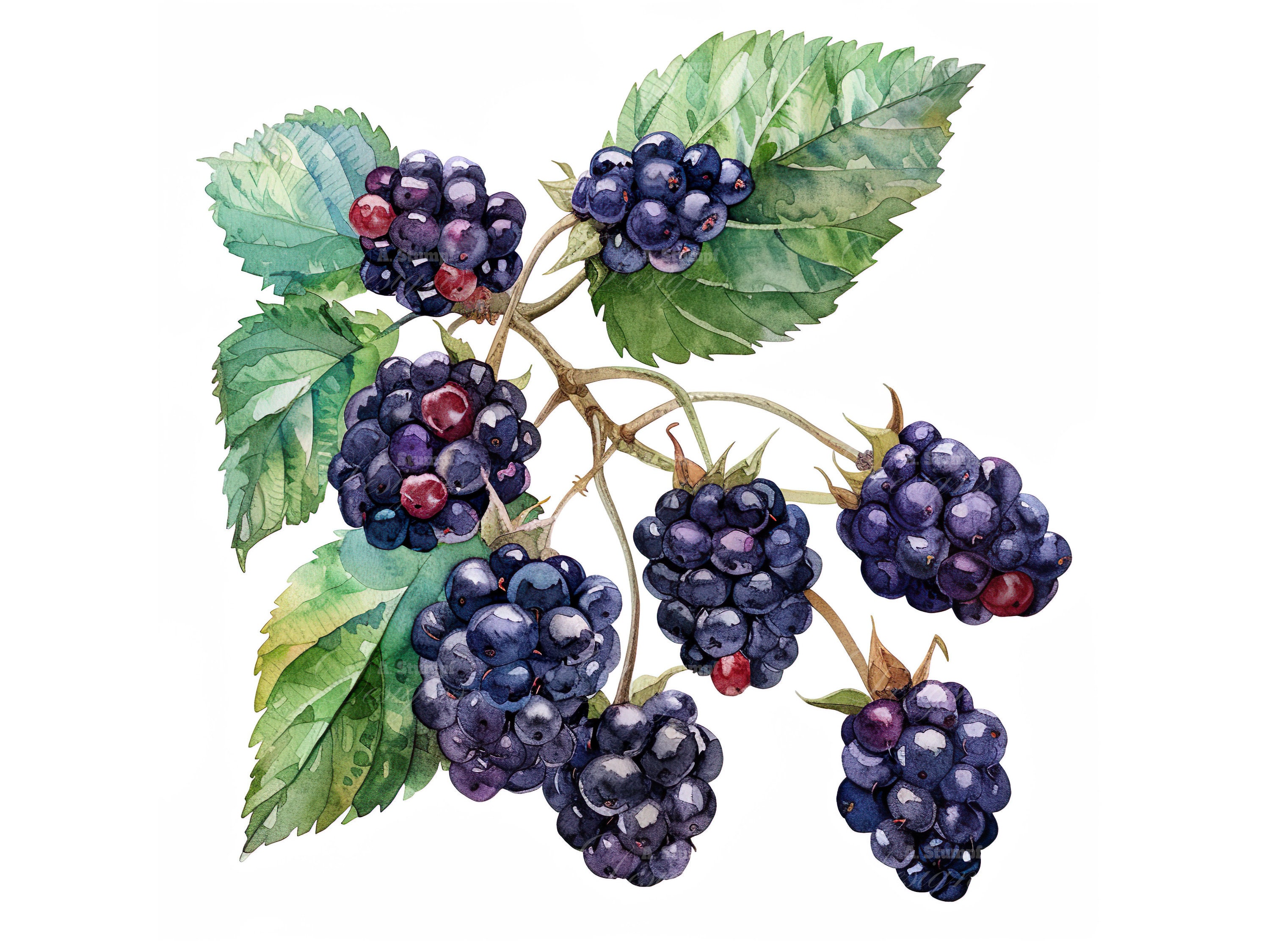 10 Blackberry Branch Clipart Set Digital Watercolor Fruit Painting ...