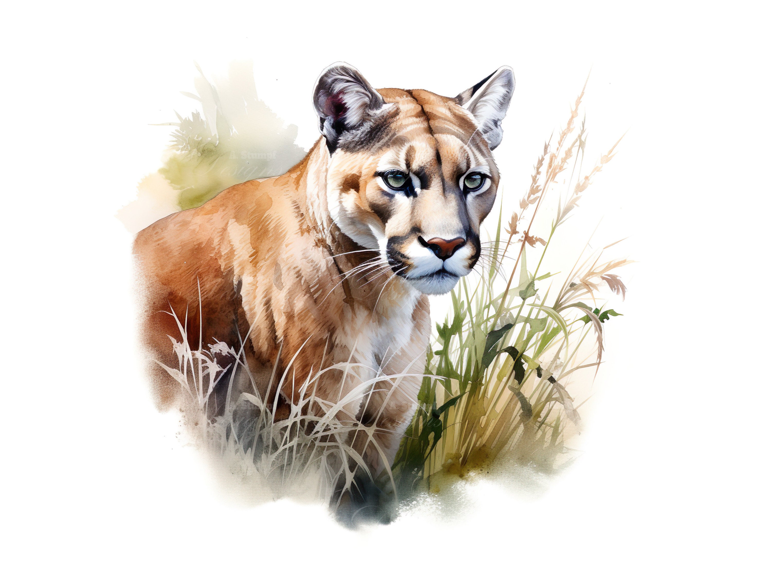 10 Puma Clipart Set, Digital Watercolor Painting, Wild Cat Illustration ...