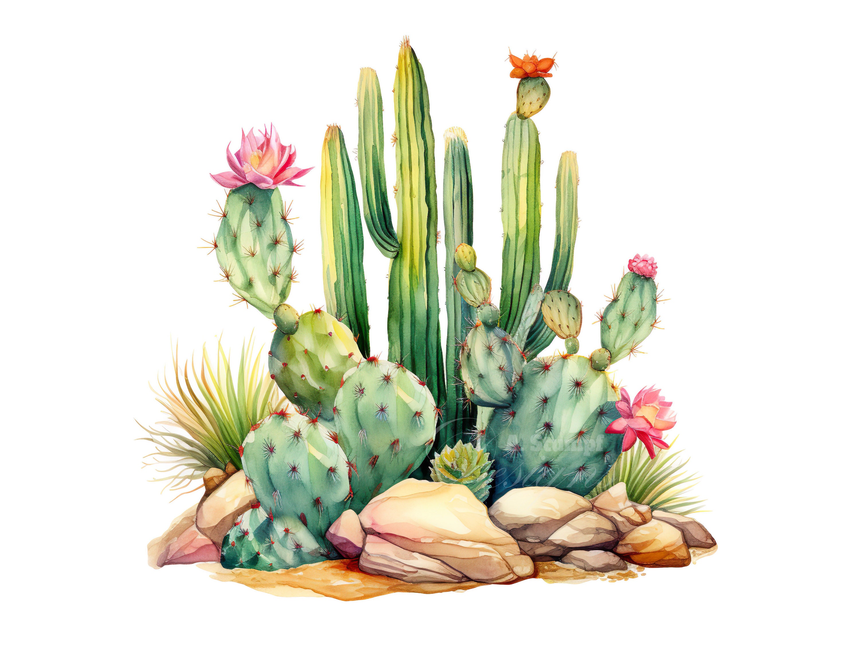 Cactus Clipart Set Printable Plant Art Botanical Clip Art Watercolor ...
