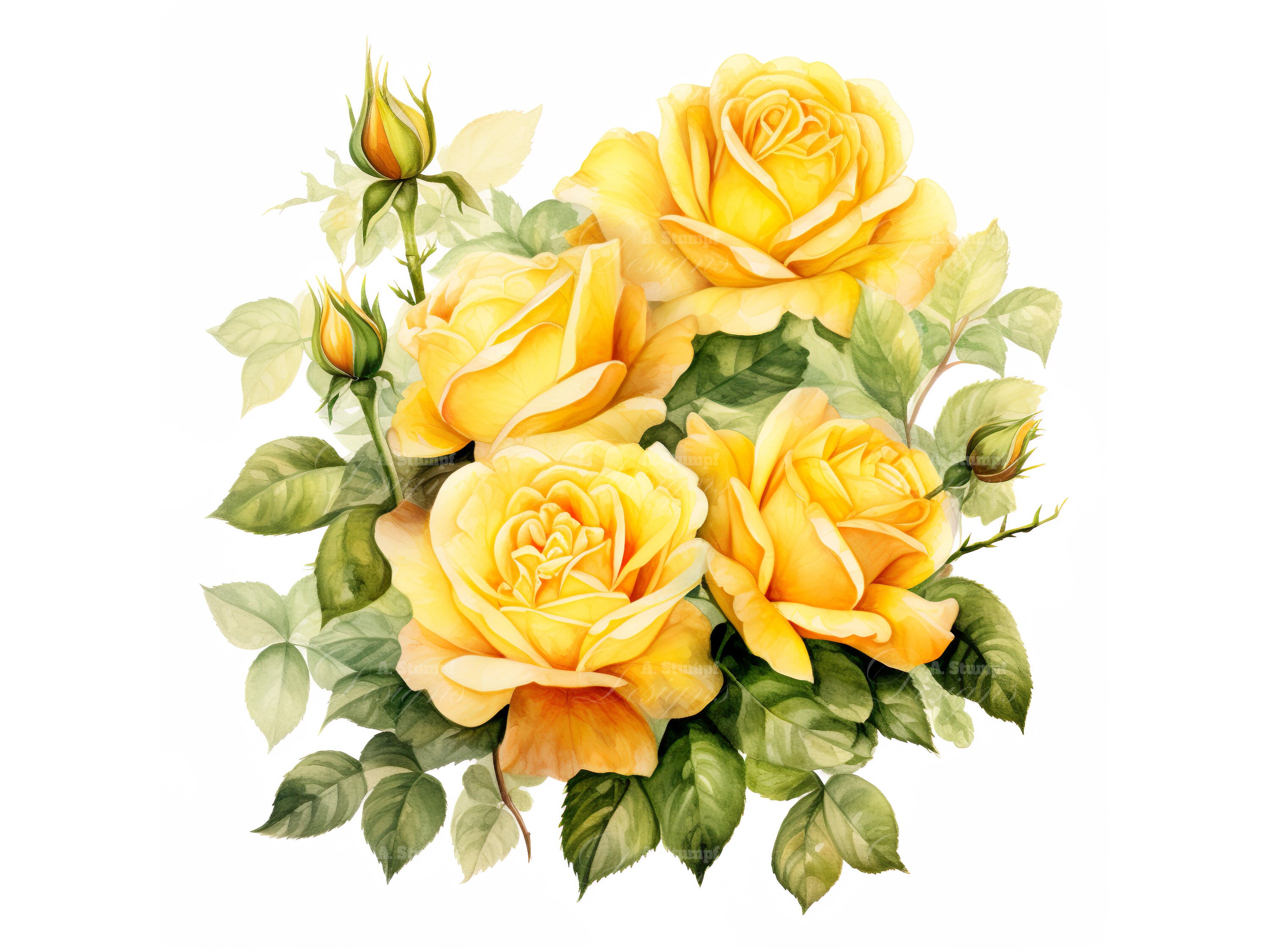 Yellow Roses Clipart Set Watercolor Flowers Bundle Floral Graphics ...