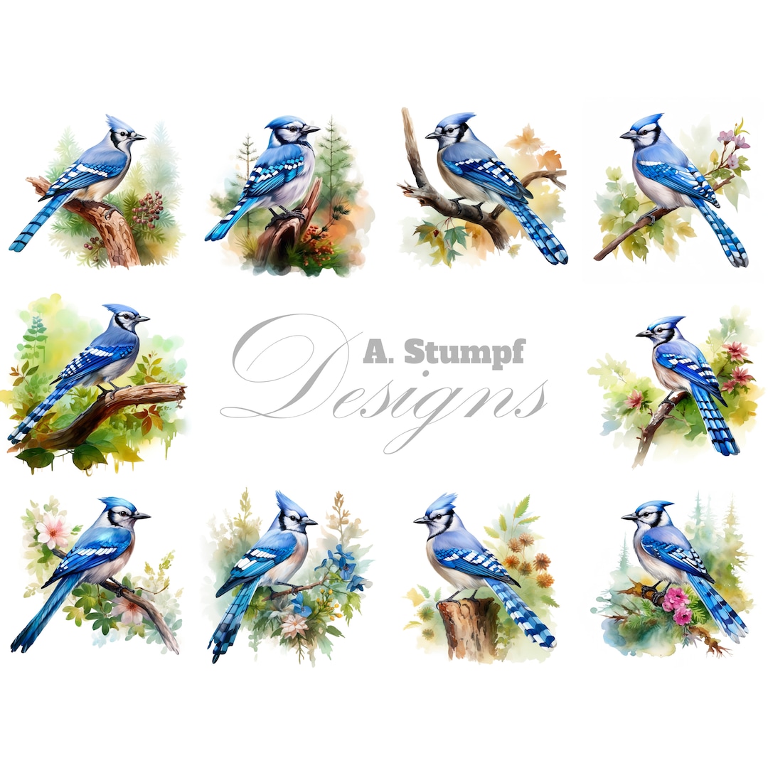 Blue Jay Clipart Set, Watercolor Bird Illustration, Digital Bird Lover ...