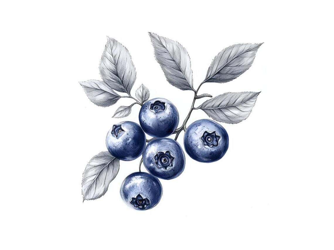10 Wild Berry Branch Clipart Set Digital Graphite Pencil Sketch Rustic ...