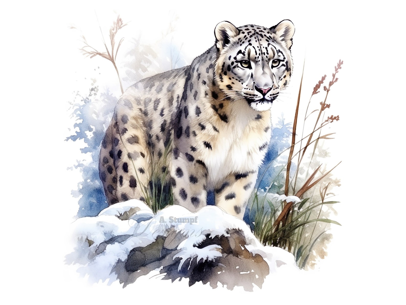 Snow Leopard Clipart Set of 10 High Quality Jpgs Digital - Etsy
