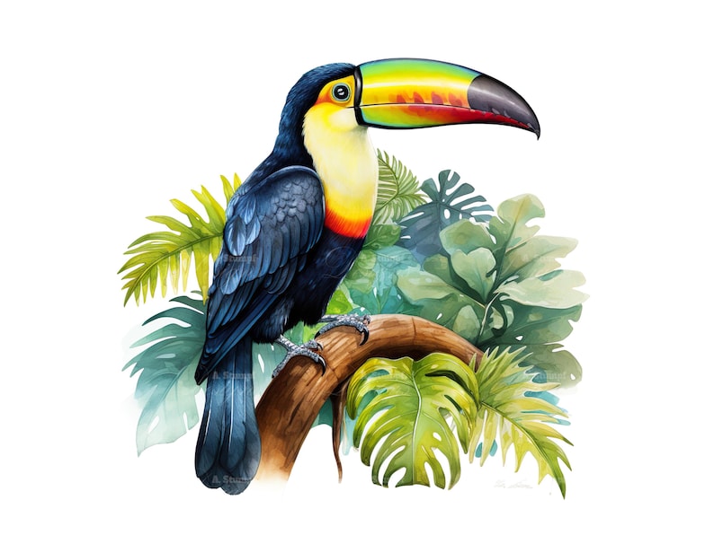 10 Toucan Clipart Set Digital Watercolor Painting Tropical Bird ...