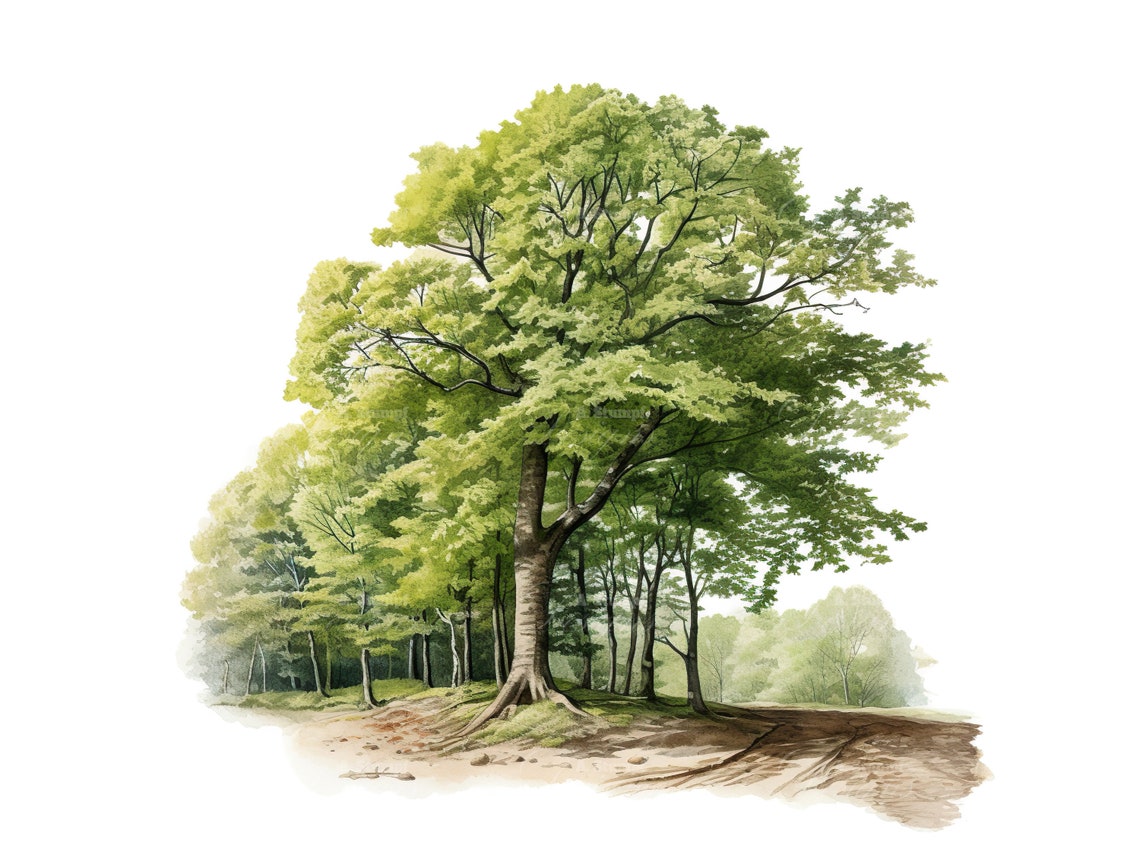 Beech Tree Clipart Set Watercolor Clip Art Bundle Printable Wall Art ...