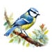 10 Blue Tit Bird Clipart Set Digital Watercolor Painting Forest ...