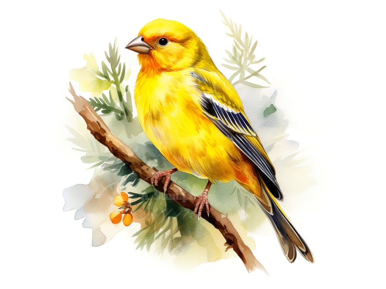 10 Watercolor Canary Bird Clipart, Canary Bird Illustration, Canary Art ...