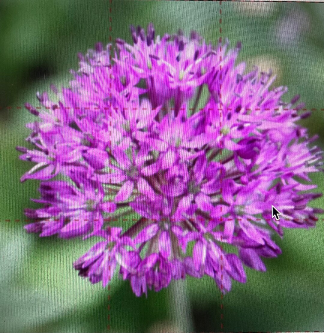 Rubik's Cube 6 Purple Flowers - Etsy