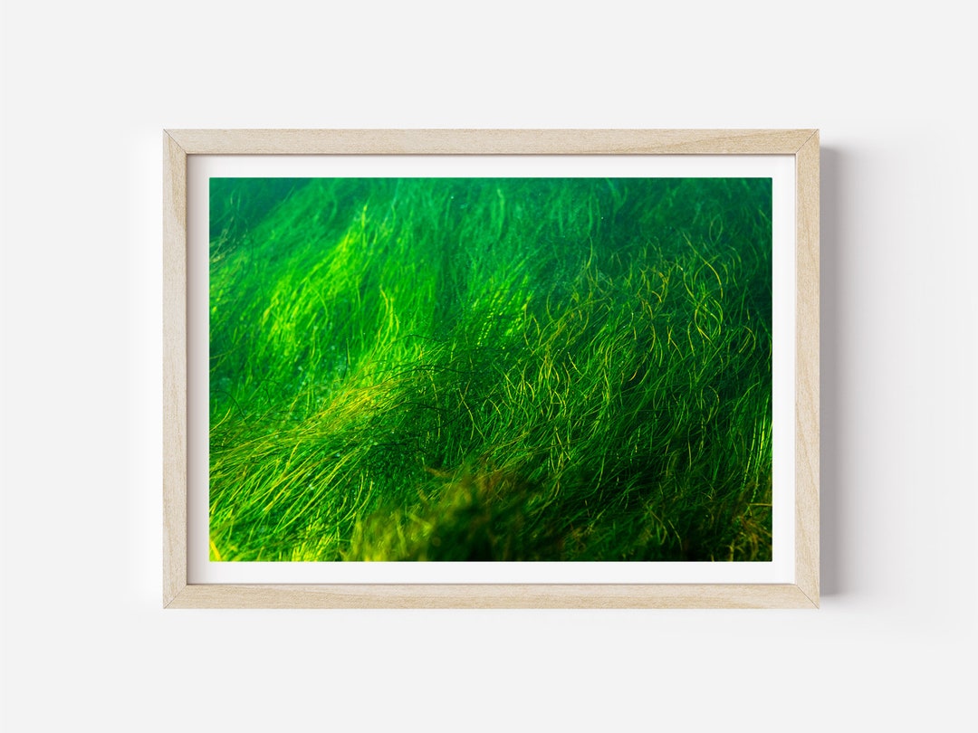 Seaweed Sea Grass Digital Download Photography Print Photo Printable ...