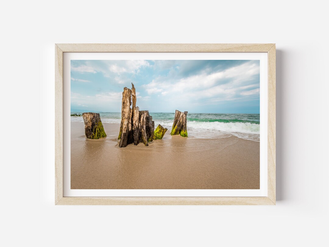 Mossy Tree Stumps Ground on the Beach Maui Hawaii Digital Download ...