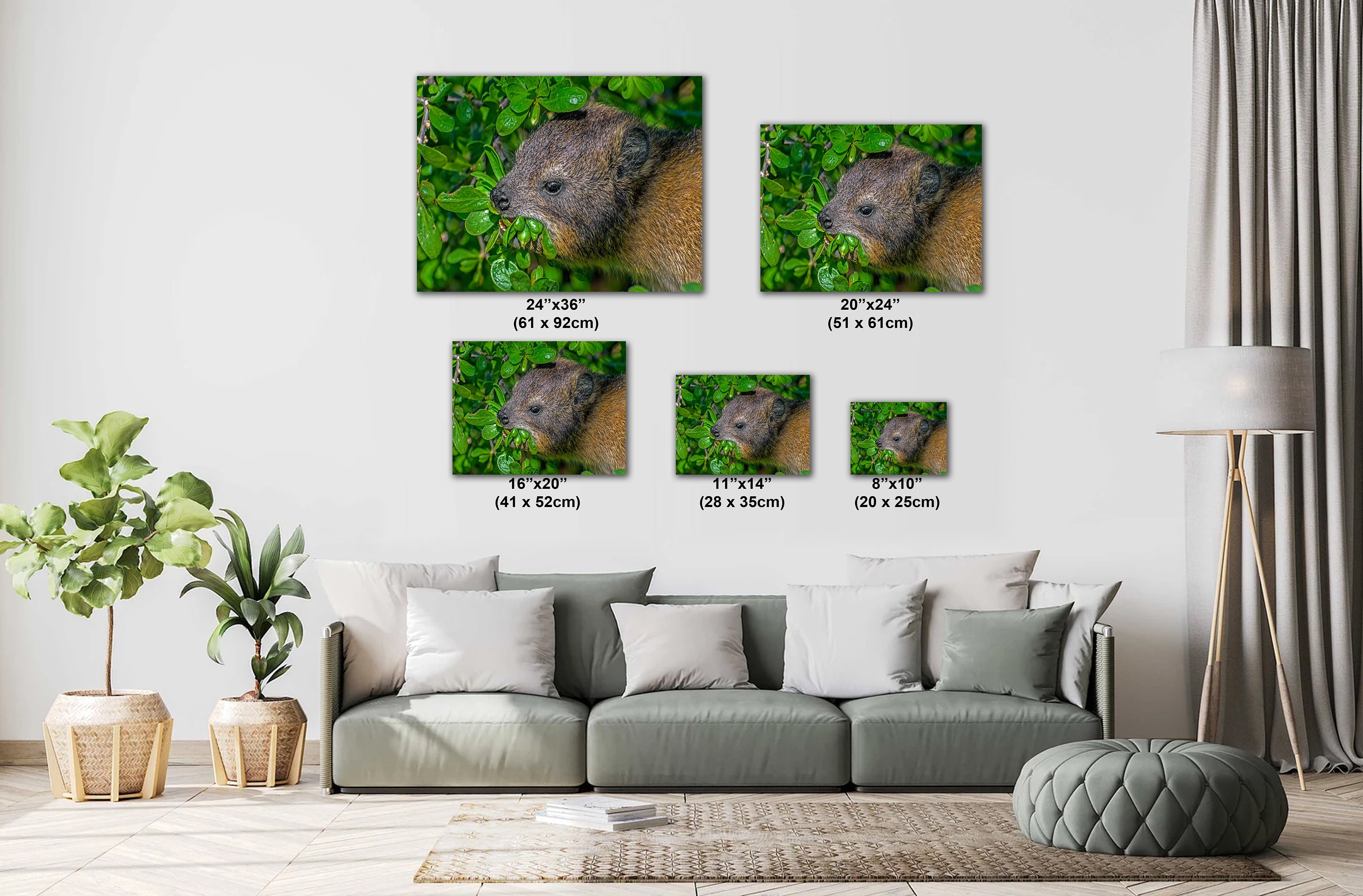 Hyrax / Rock Rabbit / Dassie / Cute Rodent Eating in Boulder's Bay in ...