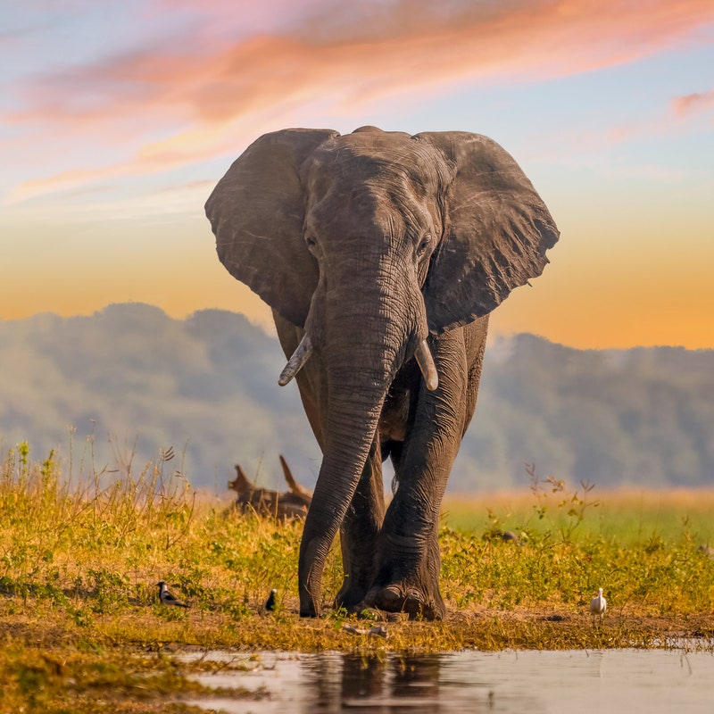 Elephant Sunset - Etsy