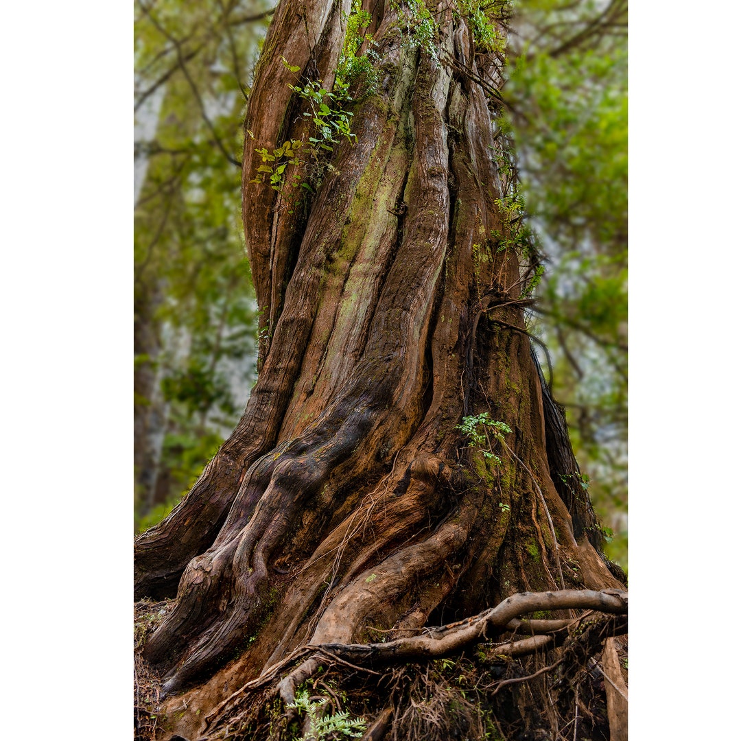 Giant Ancient Cedar Tree in BC Old Growth Temperate Forest Pacific Rim ...
