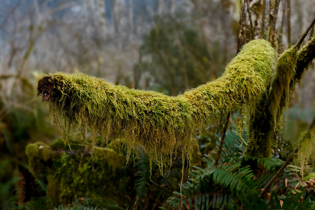 Rainforest Moss on Tree in Old Growth BC Temperate Forest in Pacific ...
