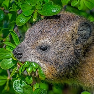 Hyrax / Rock Rabbit / Dassie / Cute Rodent Eating in Boulder's Bay in ...