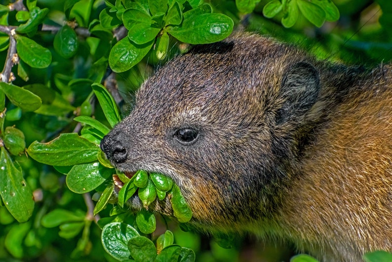 Hyrax / Rock Rabbit / Dassie / Cute Rodent Eating in Boulder's Bay in ...